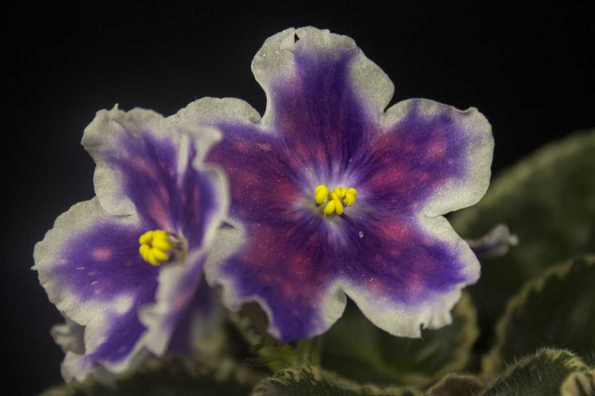 Ват Царь Горох Фиалка Фото – Telegraph